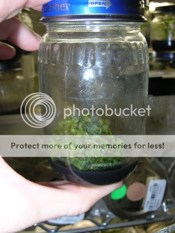 Strange nepenthes callus - FlyTrapCare Forums